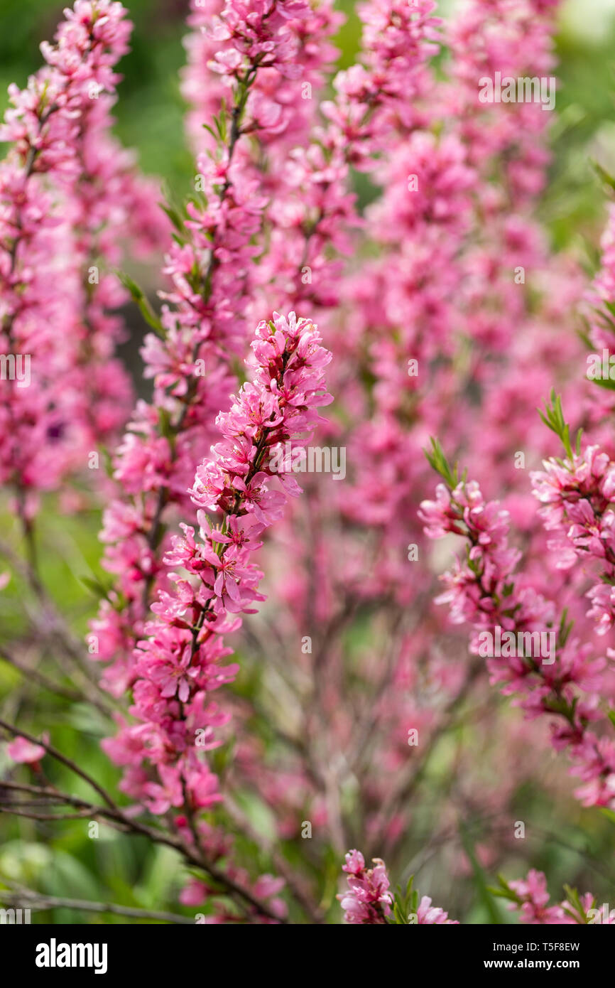 Prunus Tenella Stock Photos & Prunus Tenella Stock Images - Alamy