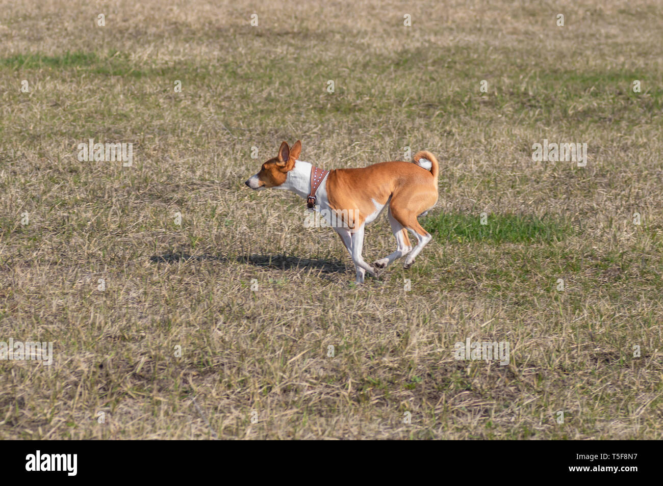 Hunter galloping hi-res stock photography and images - Alamy