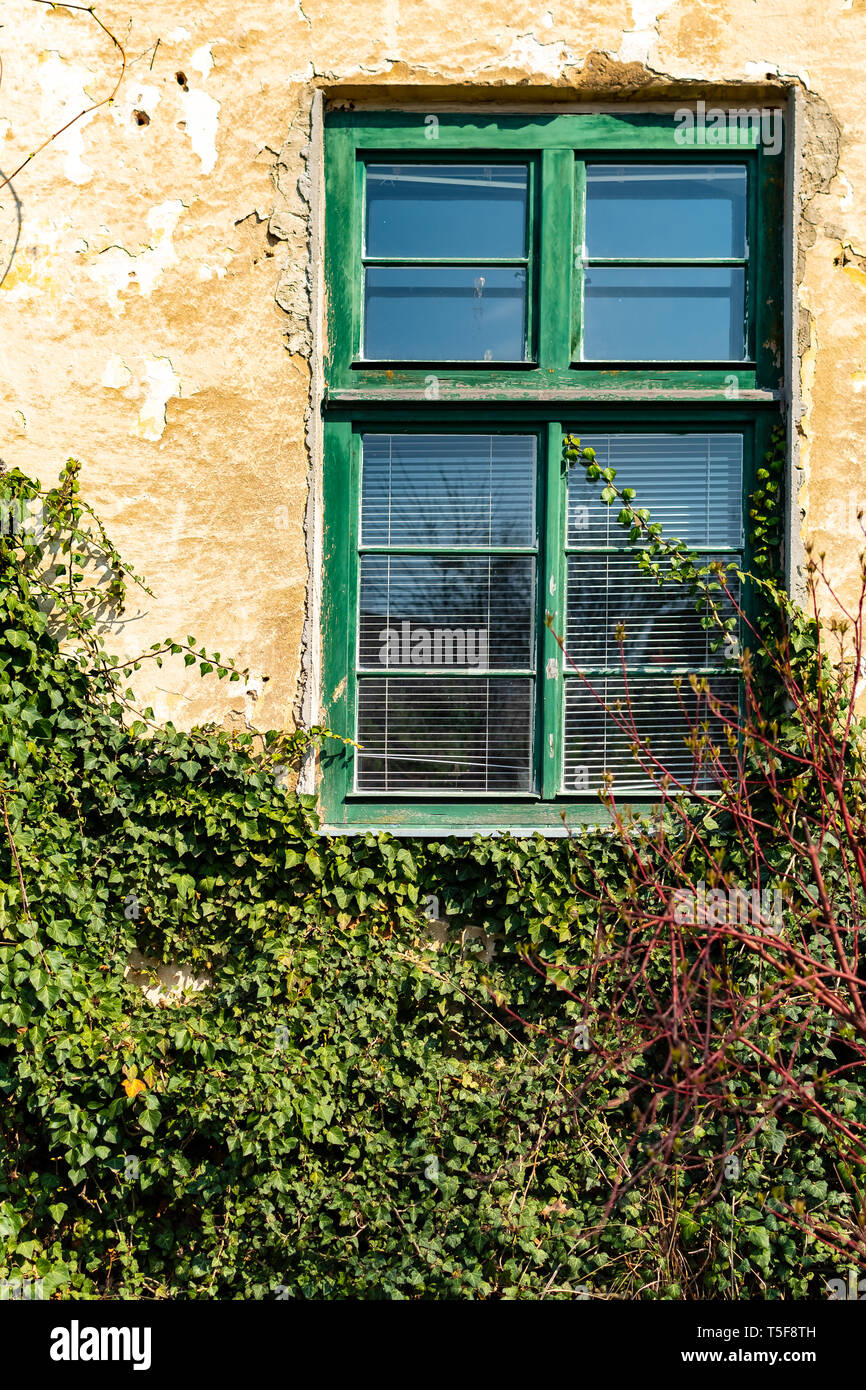 An old glass window with surrounding vines on the wall Stock Photo - Alamy