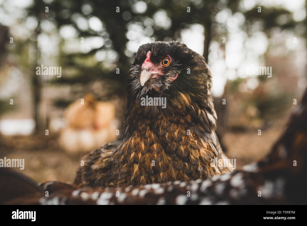 Hen Eyes High Resolution Stock Photography and Images - Alamy