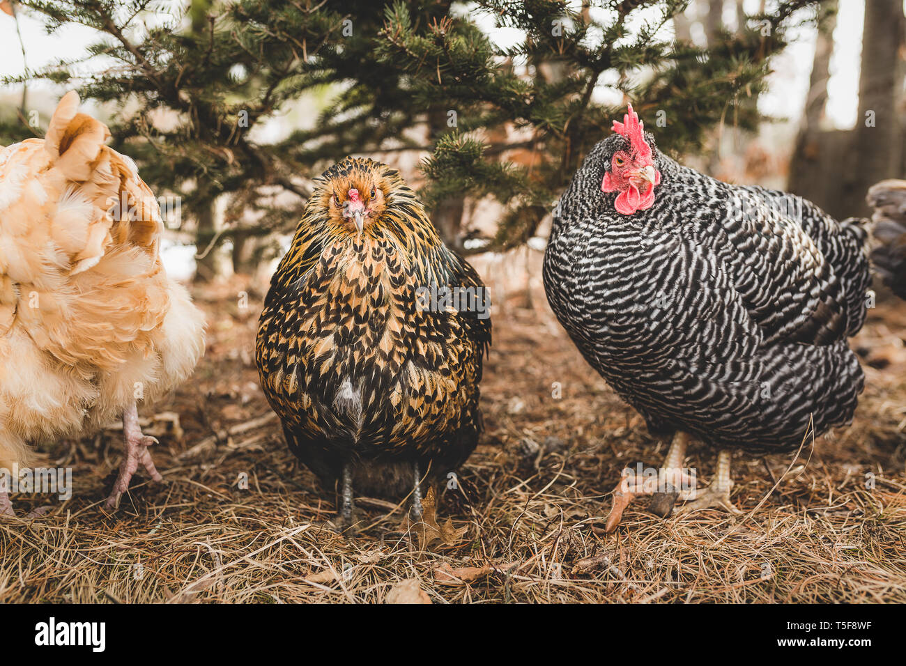 3 hens free ranging in northwestern, Wi Stock Photo - Alamy