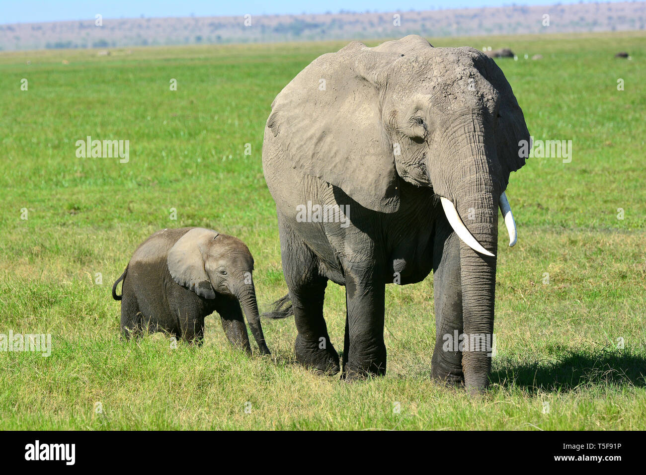 African bush elephant, African savanna elephant, Afrikanischer Elefant ...