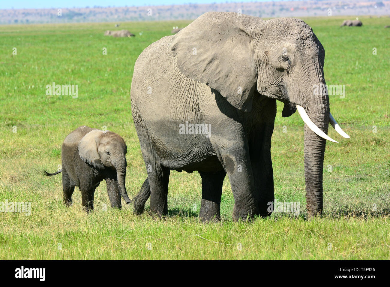 African bush elephant, African savanna elephant, Afrikanischer Elefant ...