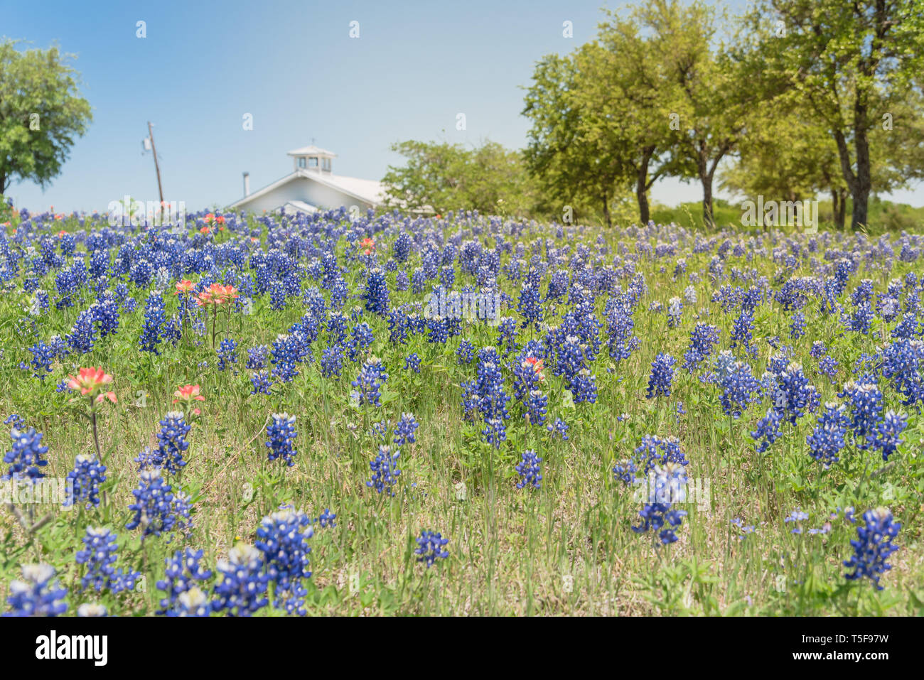 Bluebonnet and Indian Paintbrush wildflower blooming in springtime at ...