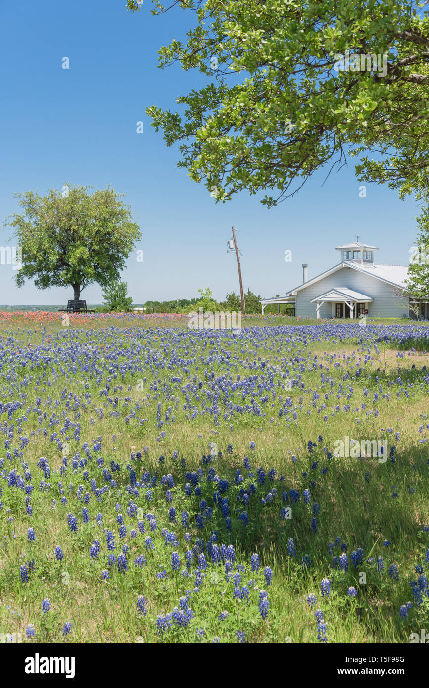 Bluebonnet and Indian Paintbrush wildflower blooming in springtime at ...