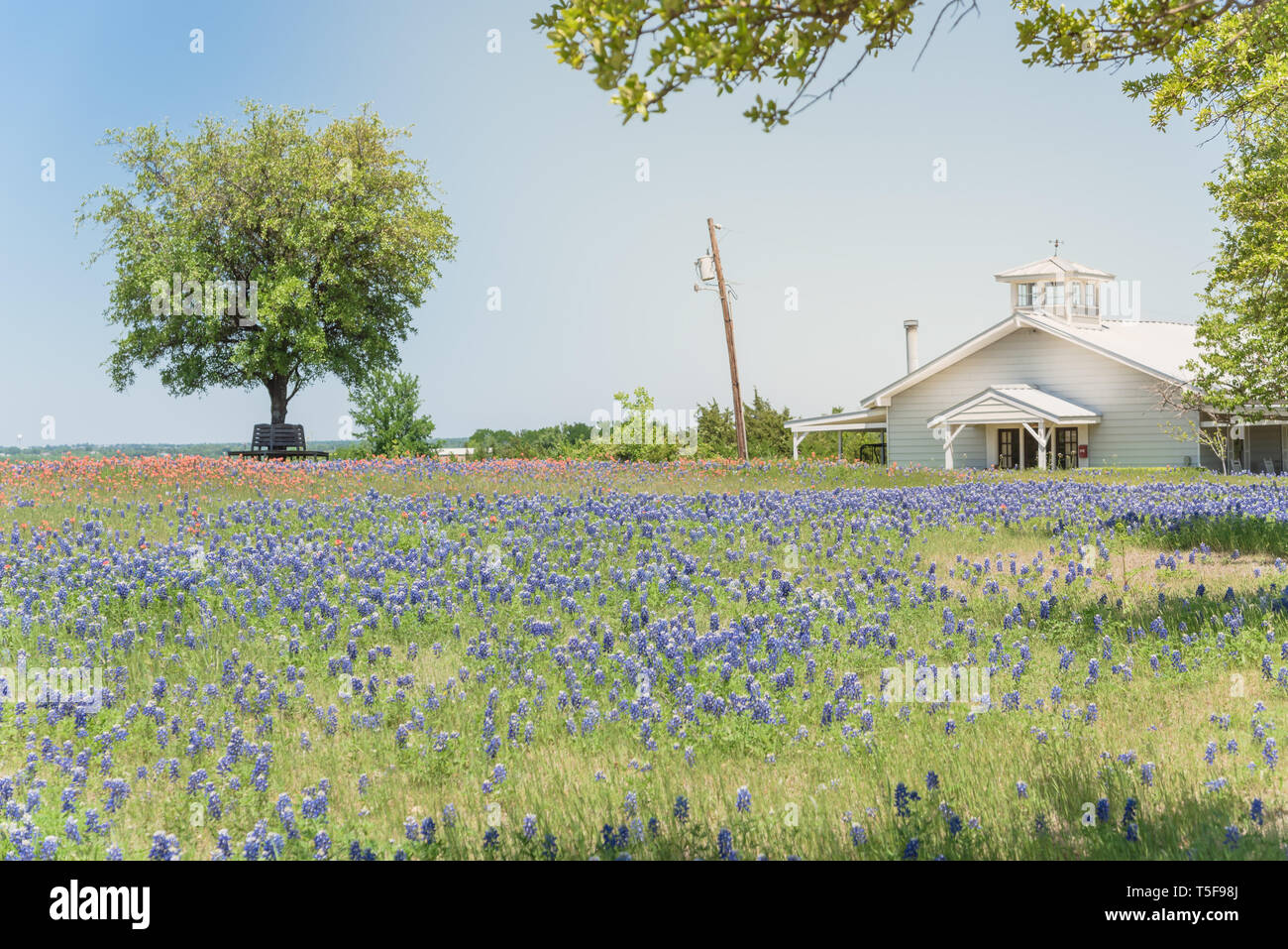 Bluebonnet and Indian Paintbrush wildflower blooming in springtime at ...