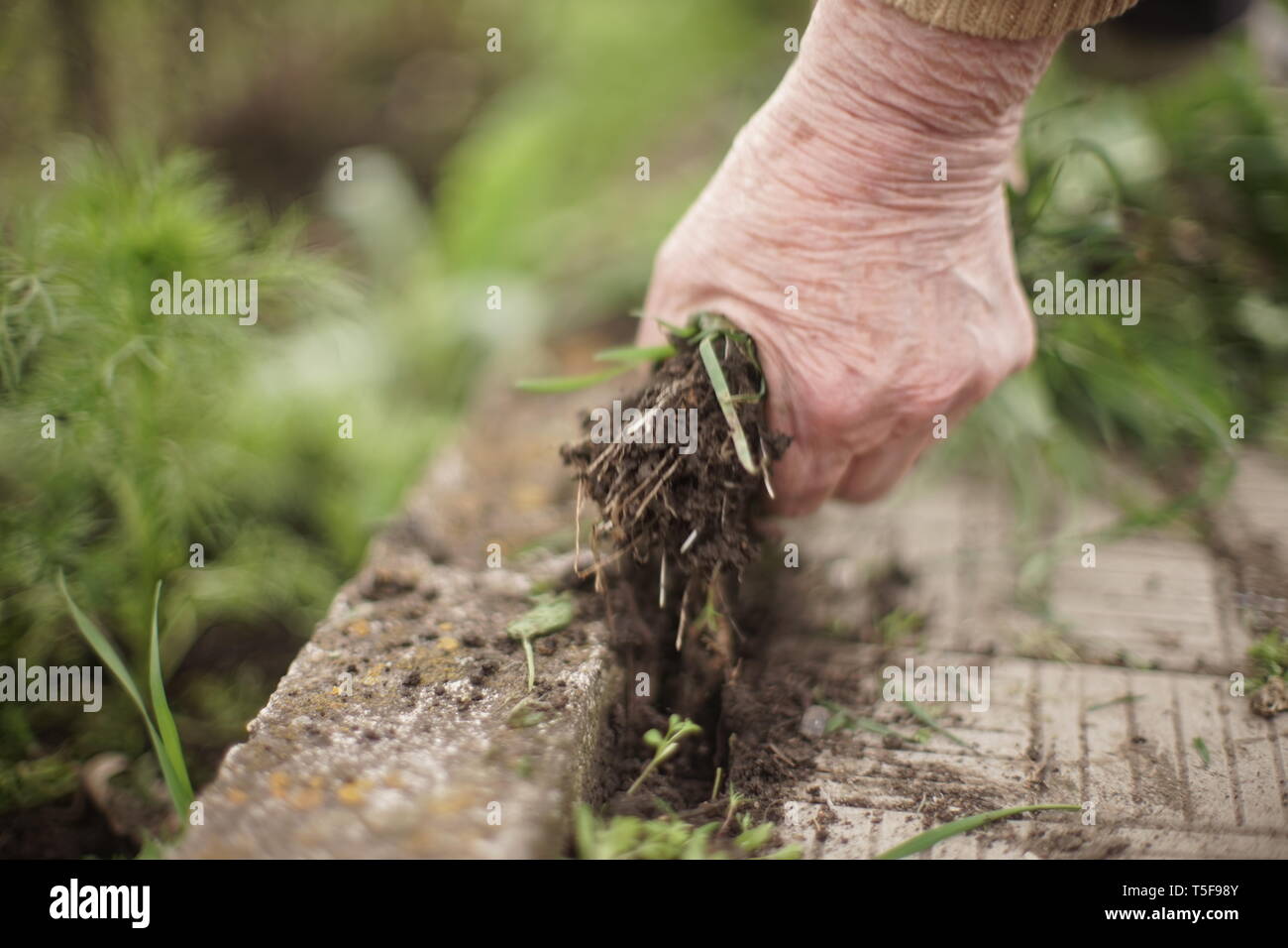 Pulling weeds from garden hi-res stock photography and images - Alamy