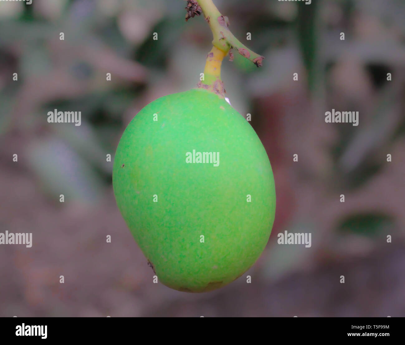 Mango tree india hi-res stock photography and images - Alamy