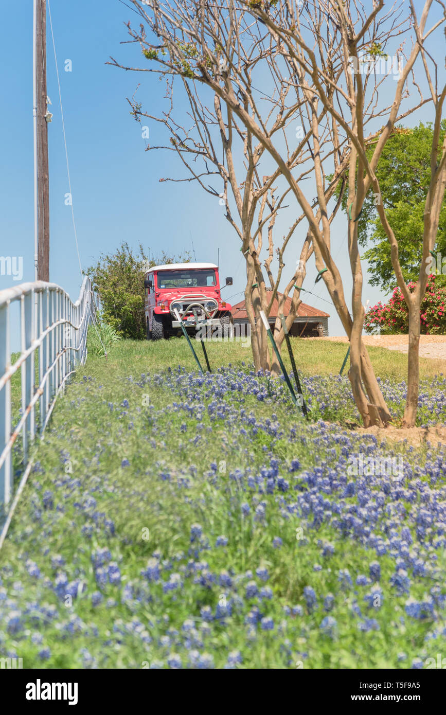 Bluebonnet and Indian Paintbrush wildflower blooming in springtime at ...