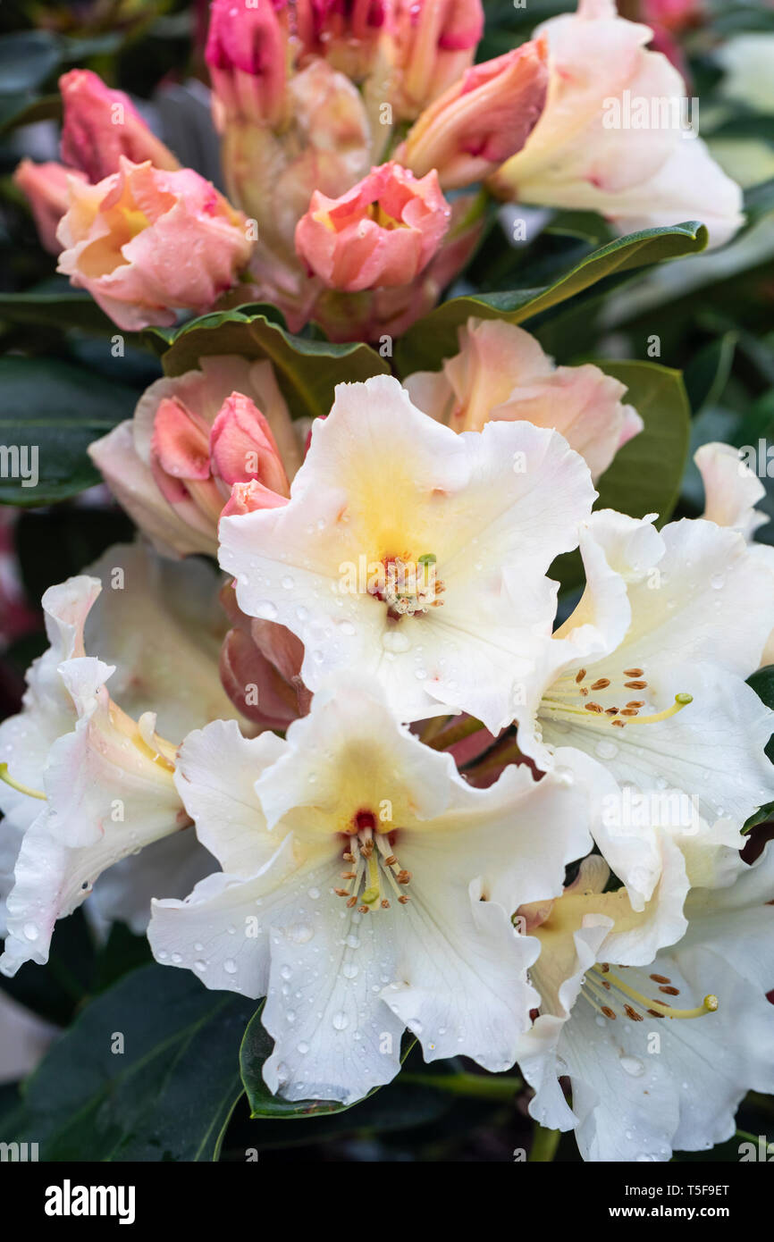 Rhododendron evergreen shrub hi-res stock photography and images - Alamy