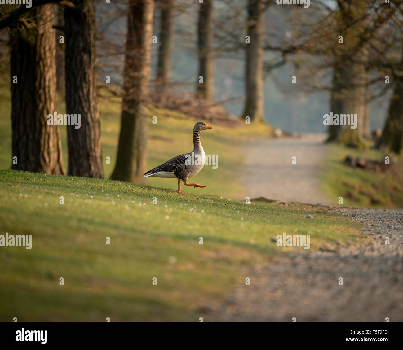 Morning stroll with a goose Stock Photo - Alamy