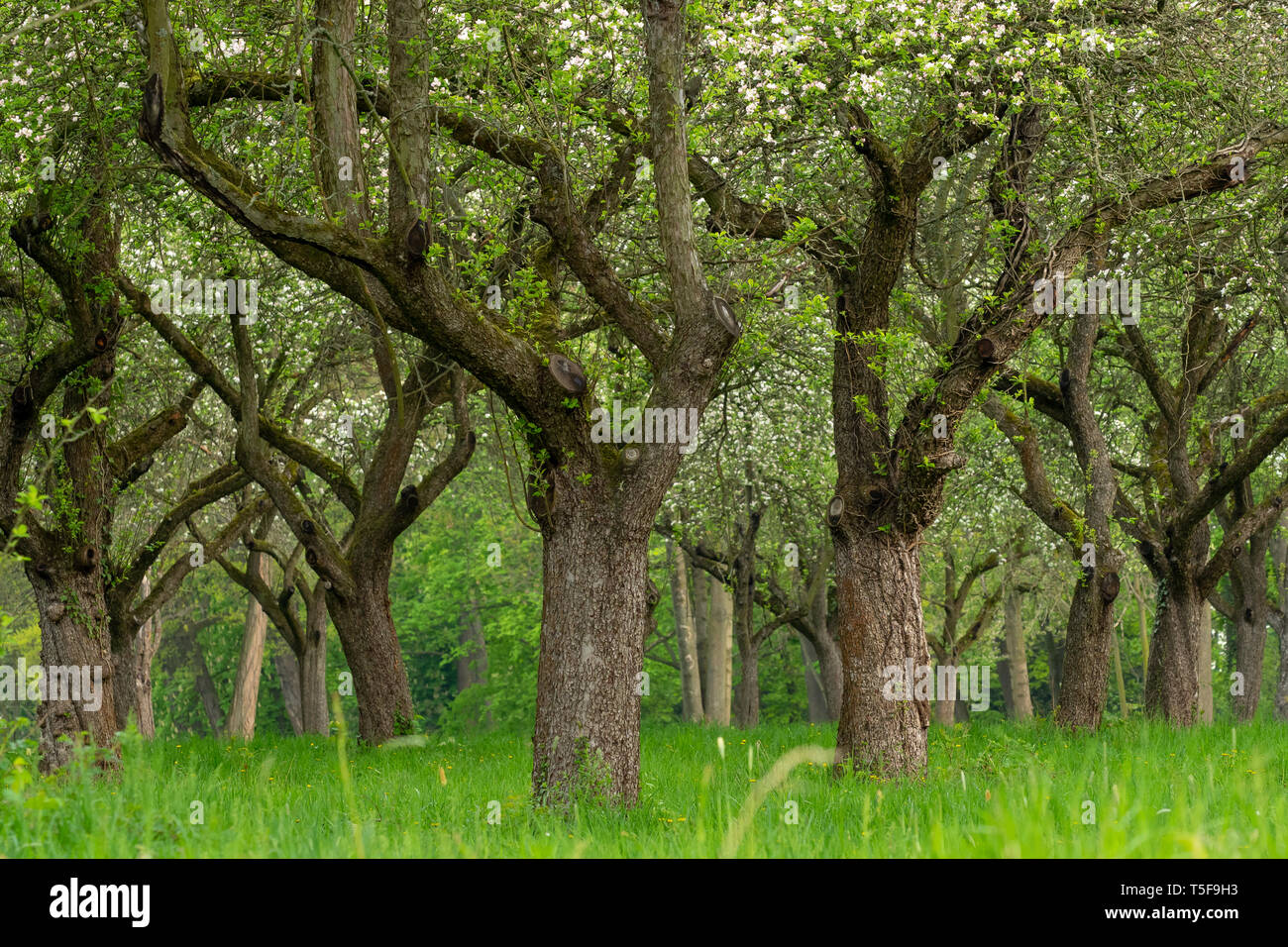 Rows of cherry trees in an orchard in spring hi-res stock photography ...