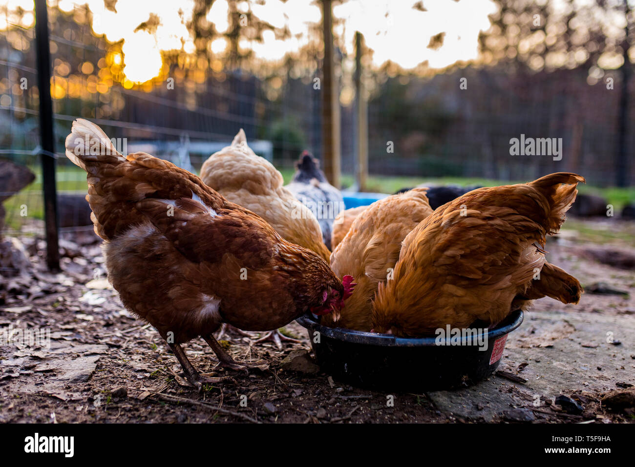 Chickens feast together in backyard home Stock Photo - Alamy