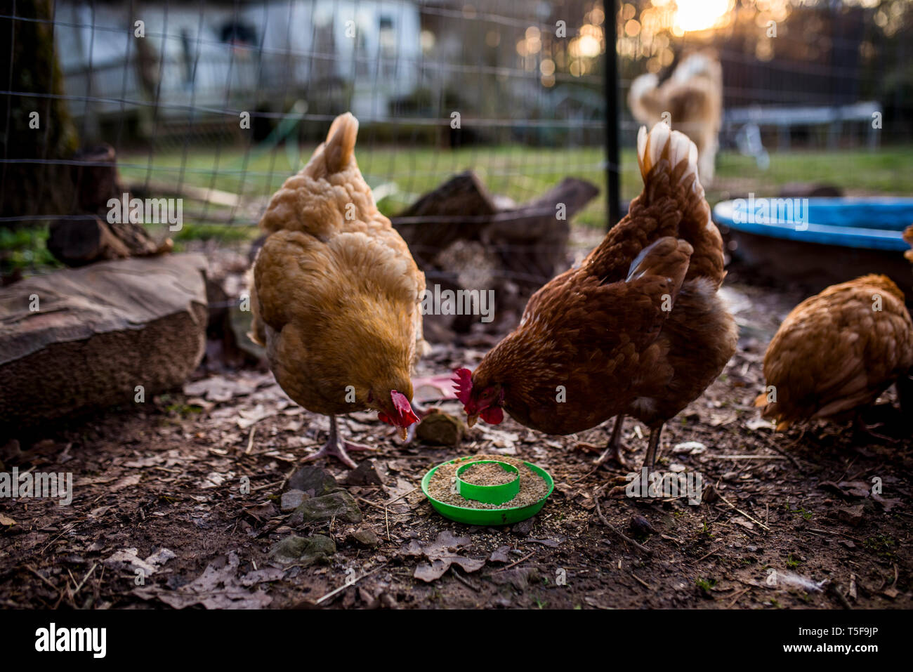 Two chickens peck at thier food dish togher in backyard Stock Photo - Alamy