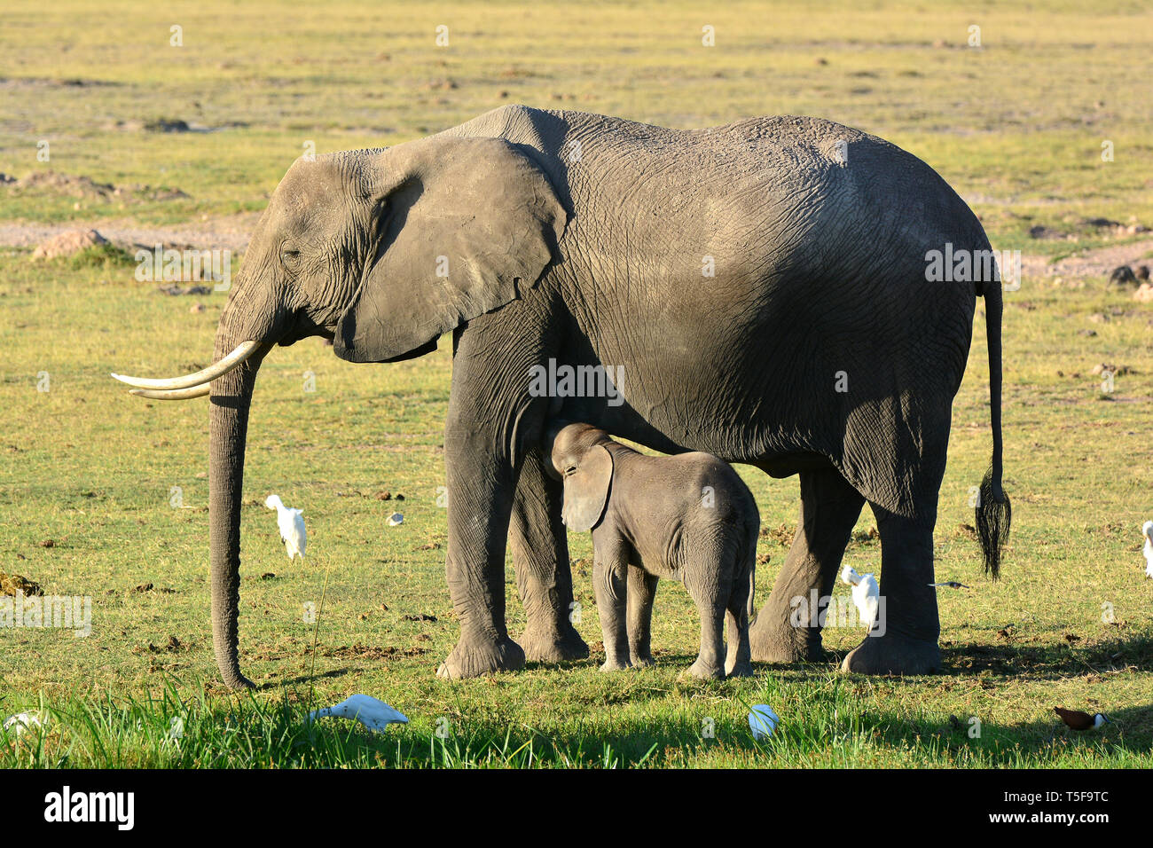 African bush elephant, African savanna elephant, Afrikanischer Elefant ...