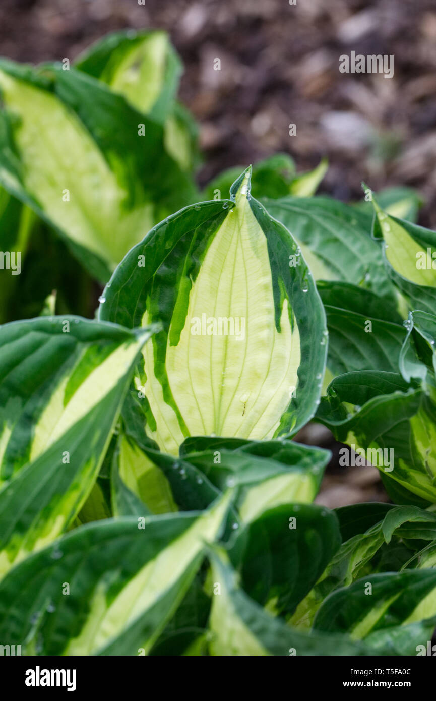 Hosta 'Whirlwind' leaves Stock Photo - Alamy