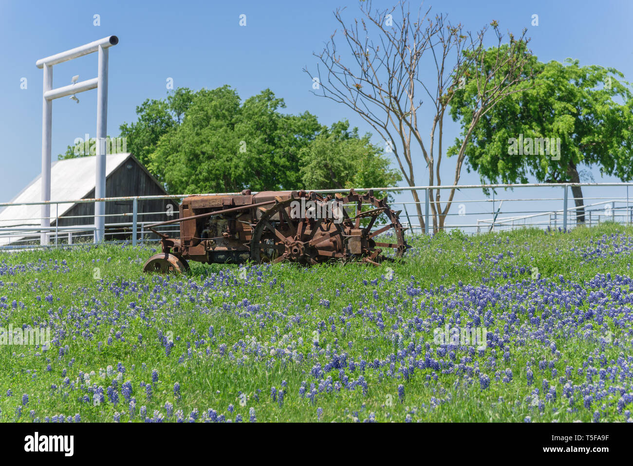 Scenic ranch landscape in Texas with wildflower Bluebonnet blooming ...