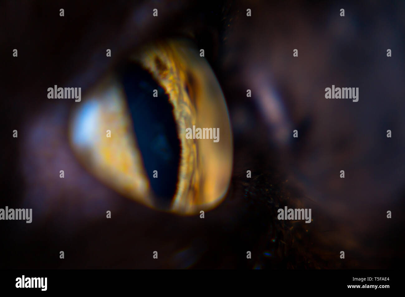 iris melanoma in adult cat, iris pigmentation Stock Photo - Alamy
