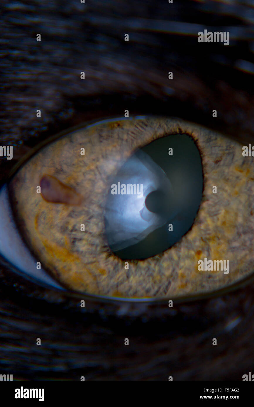 iris melanoma in adult cat, iris pigmentation Stock Photo - Alamy