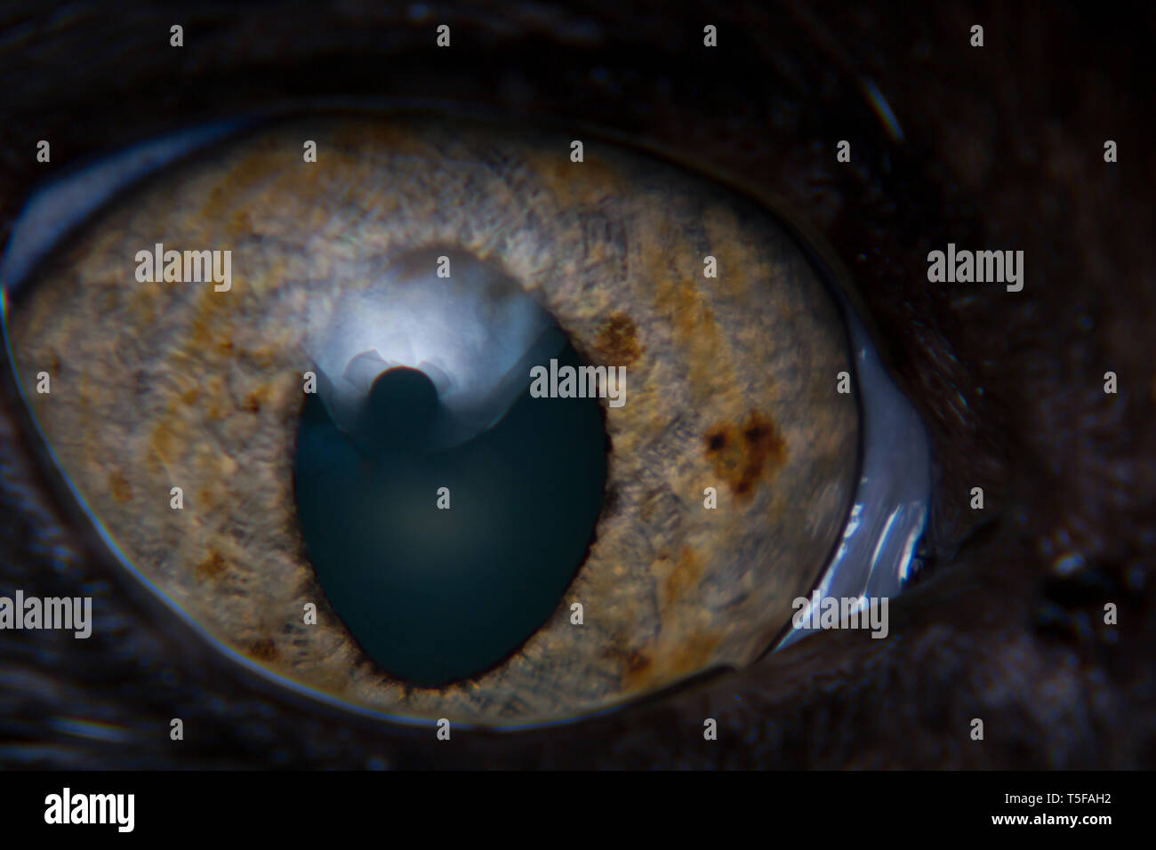 iris melanoma in adult cat, iris pigmentation Stock Photo - Alamy