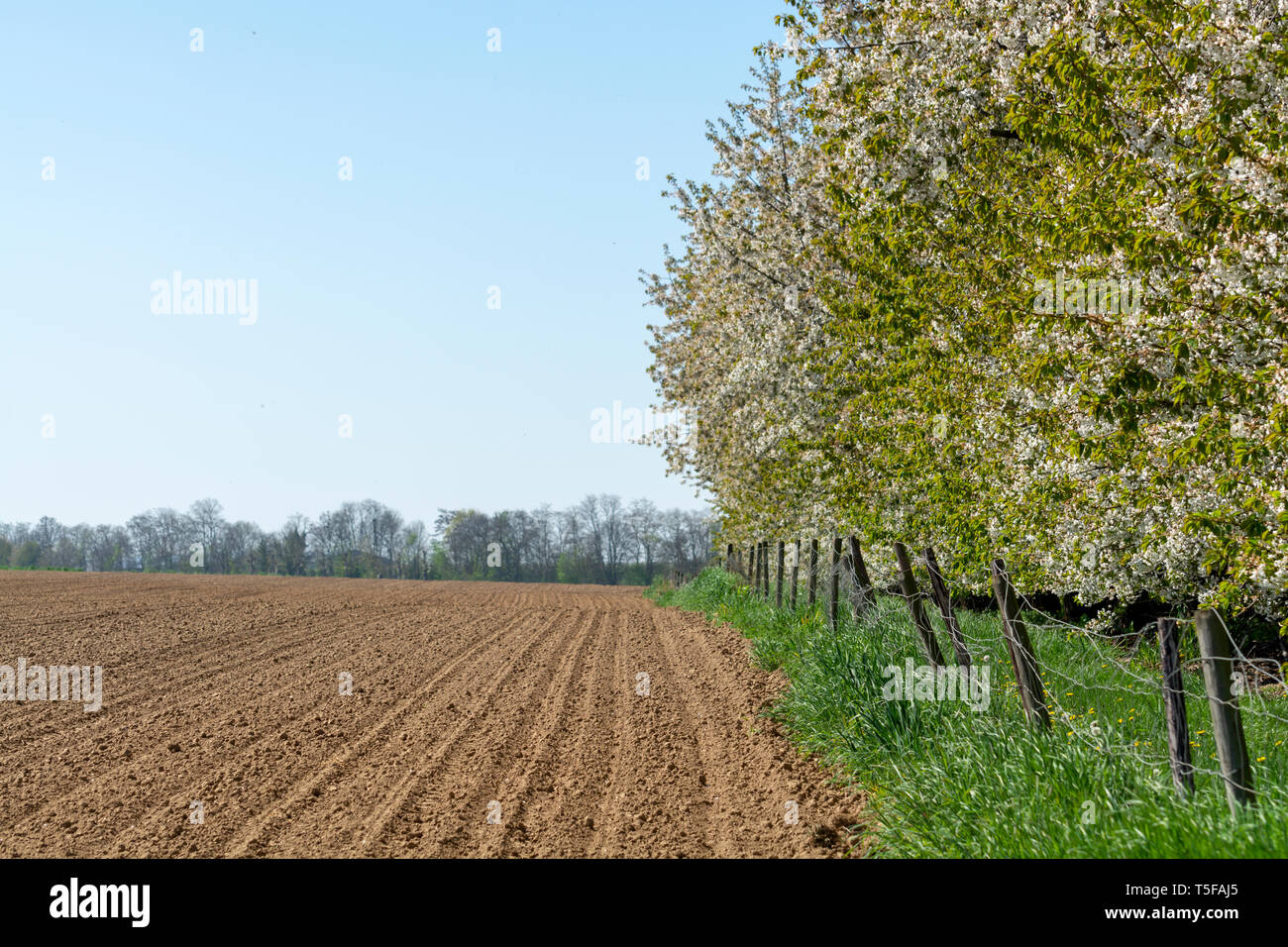 Spring landscape with farmers plowed fields, green grass, fruit trees ...