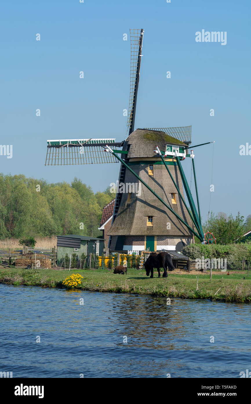 Waterways of North Holland and view on traditional Dutch wind mill ...