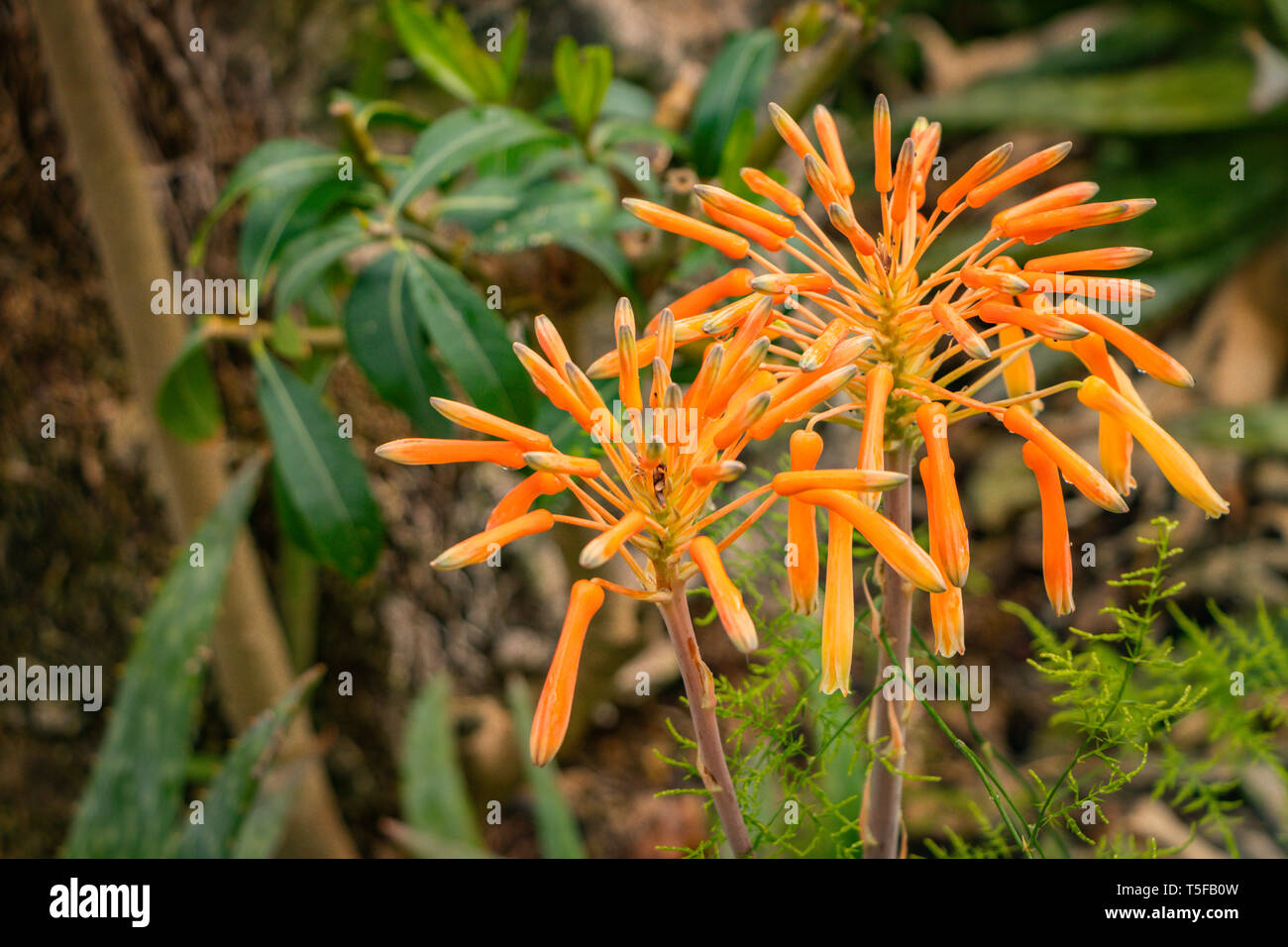 Palmera leaves hi-res stock photography and images - Alamy