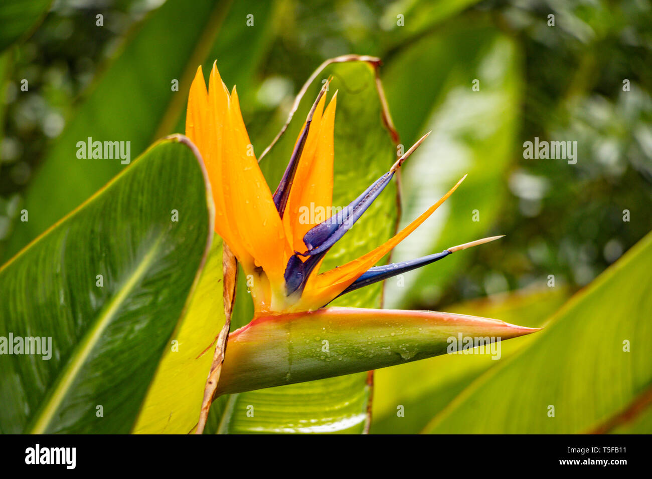 Palmera leaves hi-res stock photography and images - Alamy