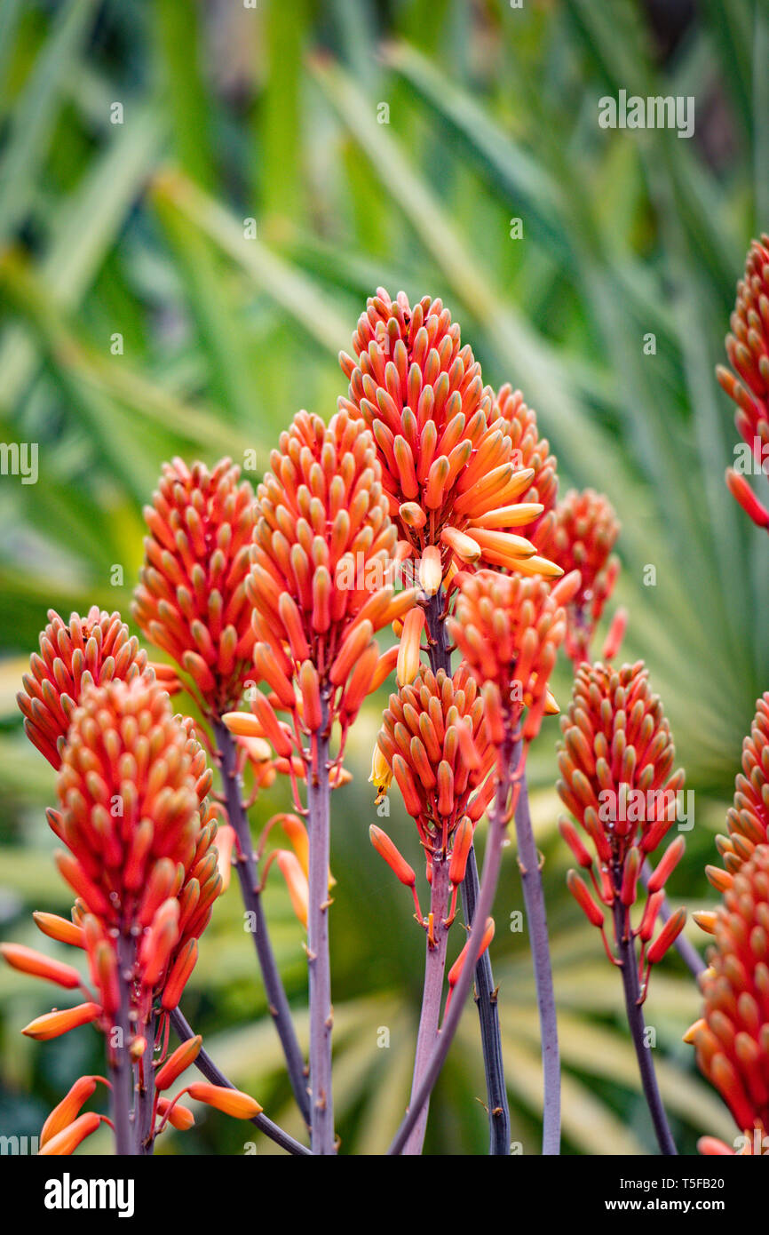 Palmera palmera hi-res stock photography and images - Alamy