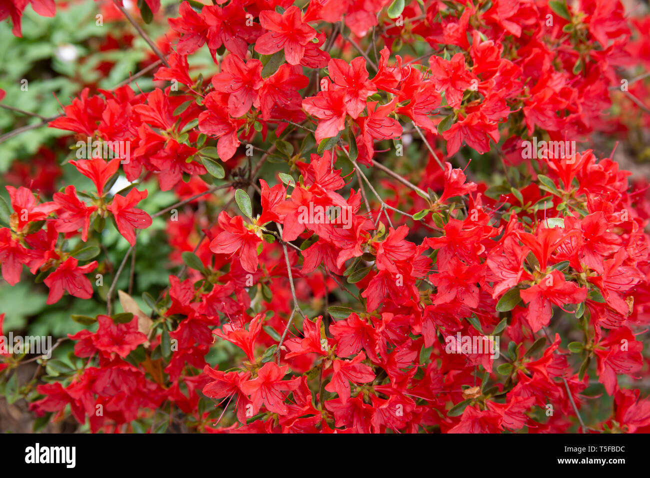 Rhodora flowers hi-res stock photography and images - Alamy