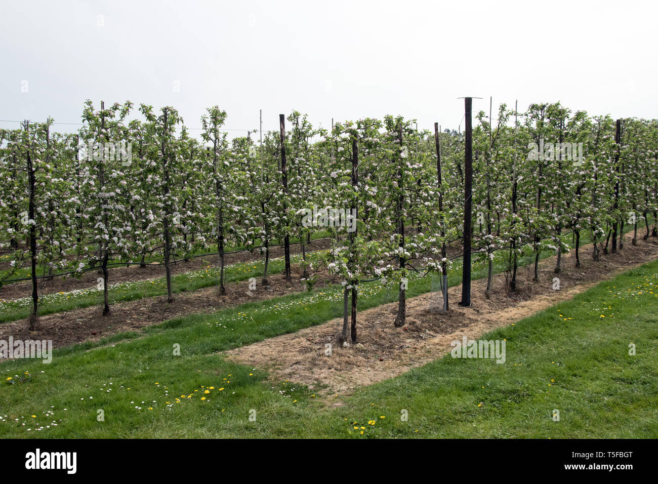 Springtime on the orchards of Kent UK Stock Photo - Alamy