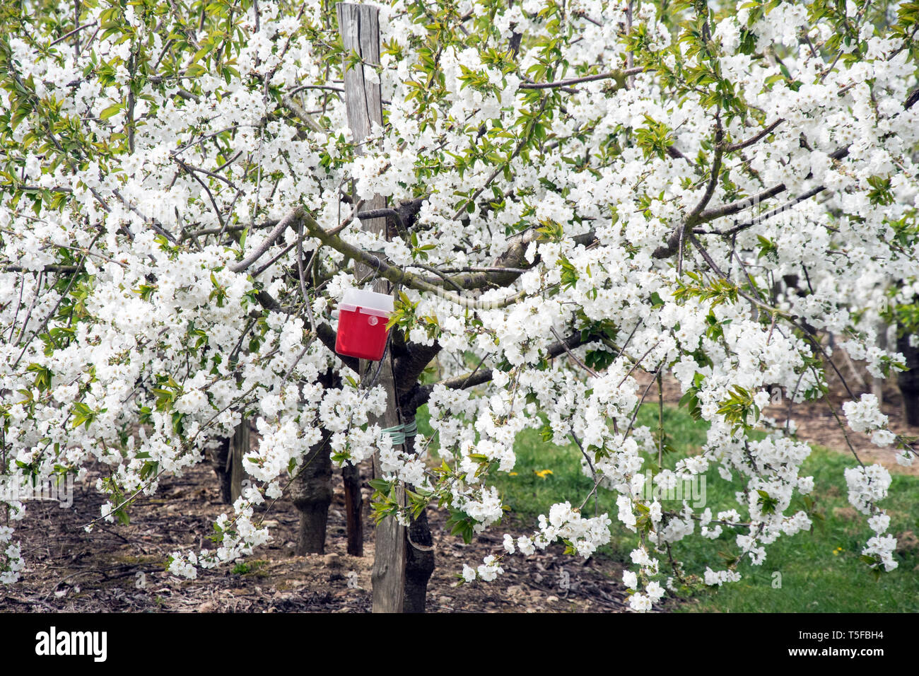 Fruit orchards kent hi-res stock photography and images - Alamy