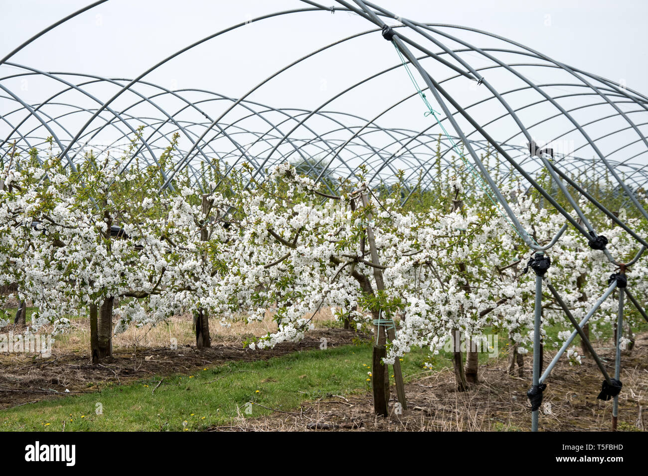 Springtime on the orchards of Kent UK Stock Photo - Alamy