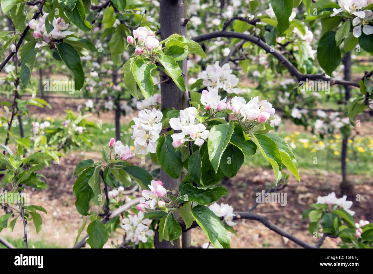 Kent apple orchards hi-res stock photography and images - Alamy