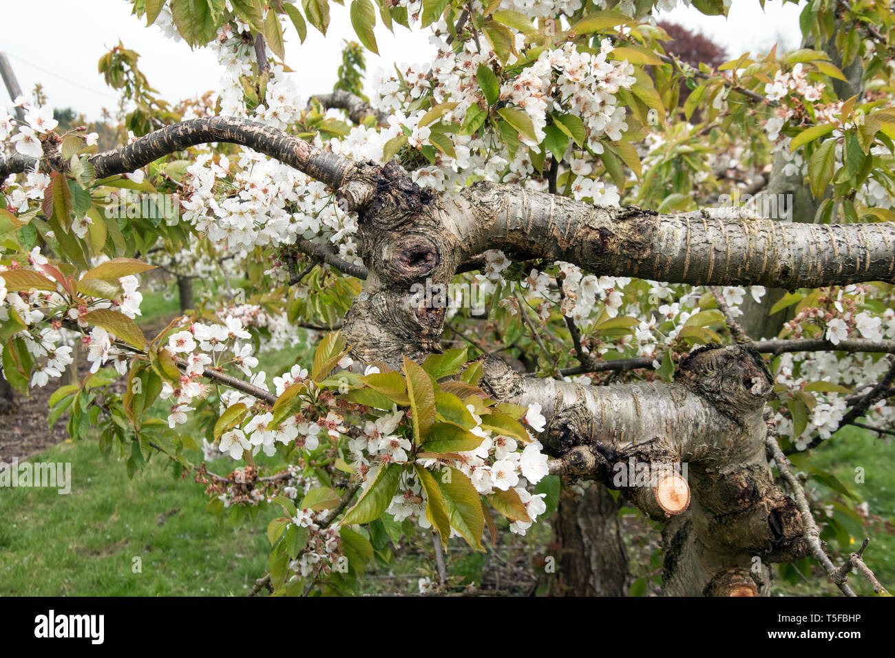 Cherry orchards kent hi-res stock photography and images - Alamy