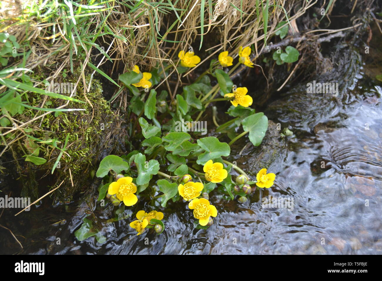 Stream flower hi-res stock photography and images - Alamy