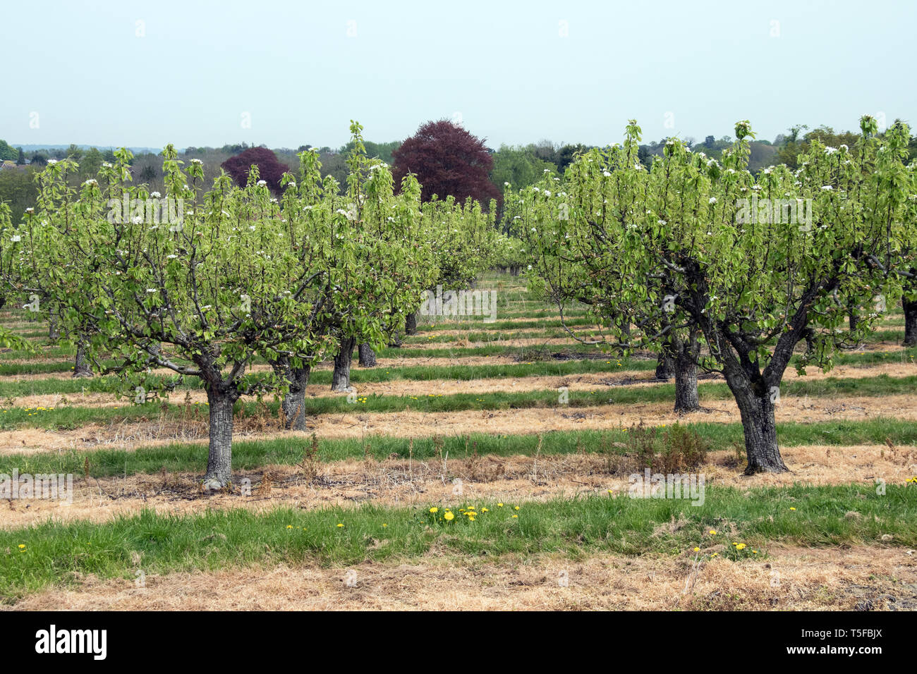 Springtime on the orchards of Kent UK Stock Photo - Alamy