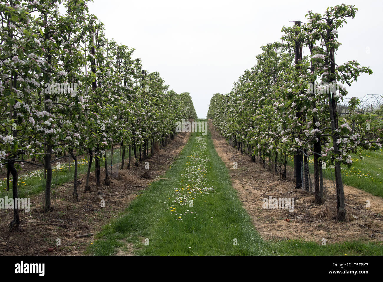 Springtime on the orchards of Kent UK Stock Photo - Alamy