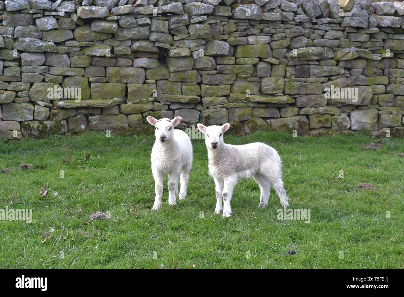 Lambs outside a barn hi-res stock photography and images - Alamy