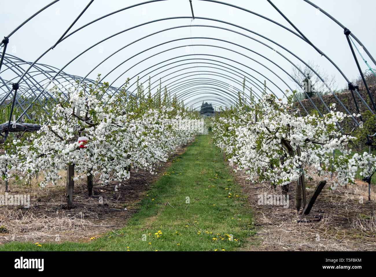 Kent cherry orchards hi-res stock photography and images - Alamy