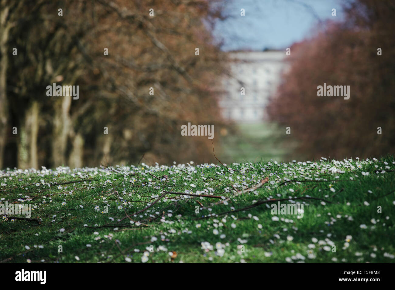 Stormont Grounds in Spring, Belfast Stock Photo - Alamy