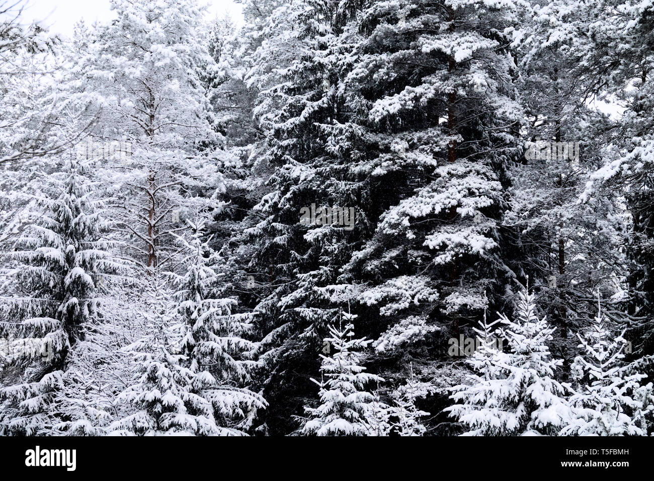 Beauty of the winter forest in fine weather after a snowfall Stock ...