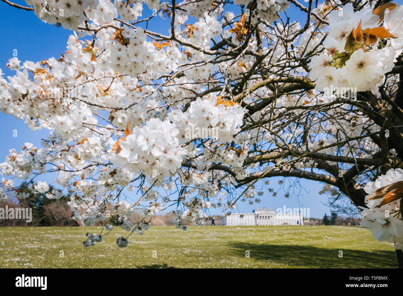 Stormont gardens hi-res stock photography and images - Alamy