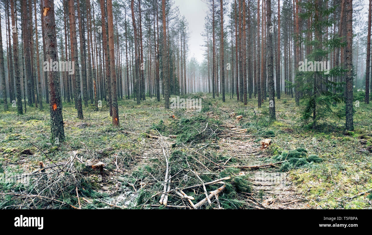 Damage to forest during work on cutting timber. Coniferous forest ...