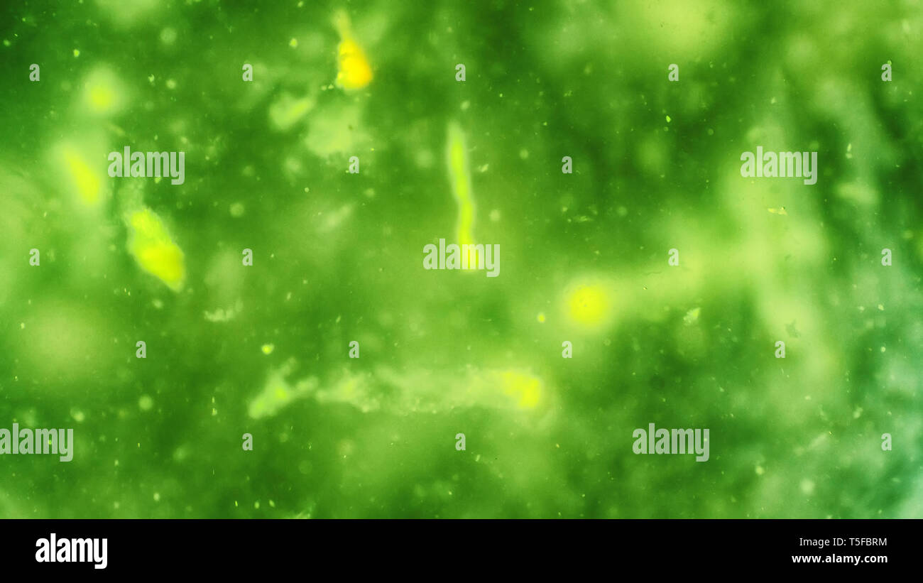 Bio ultra macro background. Organic vegetable background with a big ...