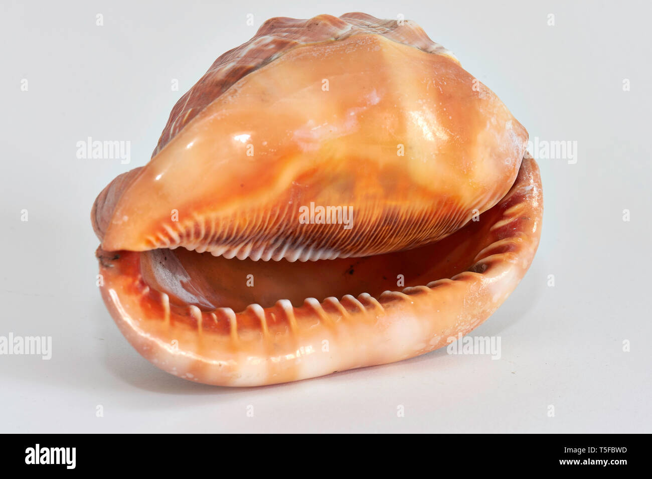 Shell of cypraecassis rufa, bullmouth shell, helmet shell or cameo ...