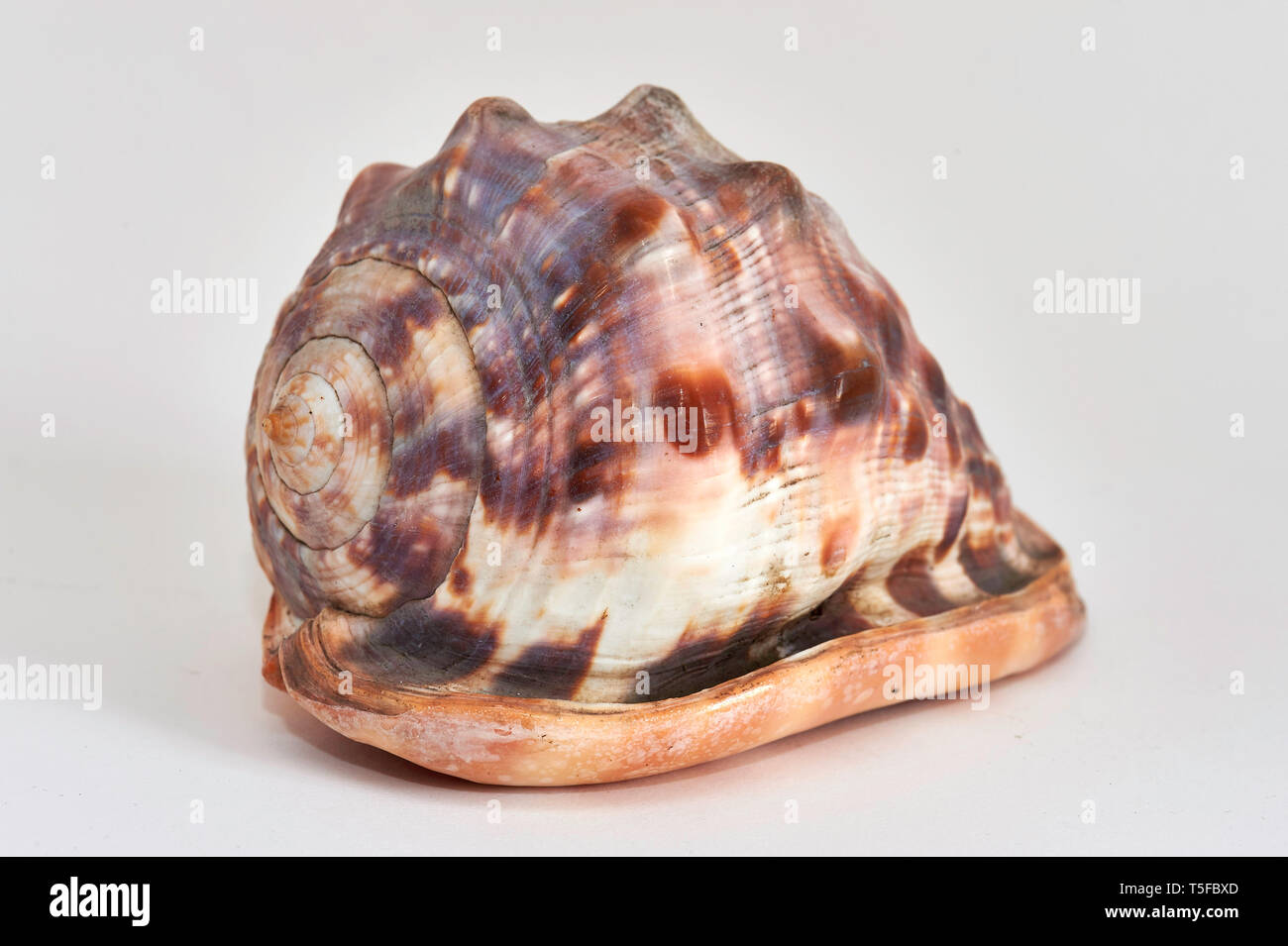 Shell of cypraecassis rufa, bullmouth shell, helmet shell or cameo ...