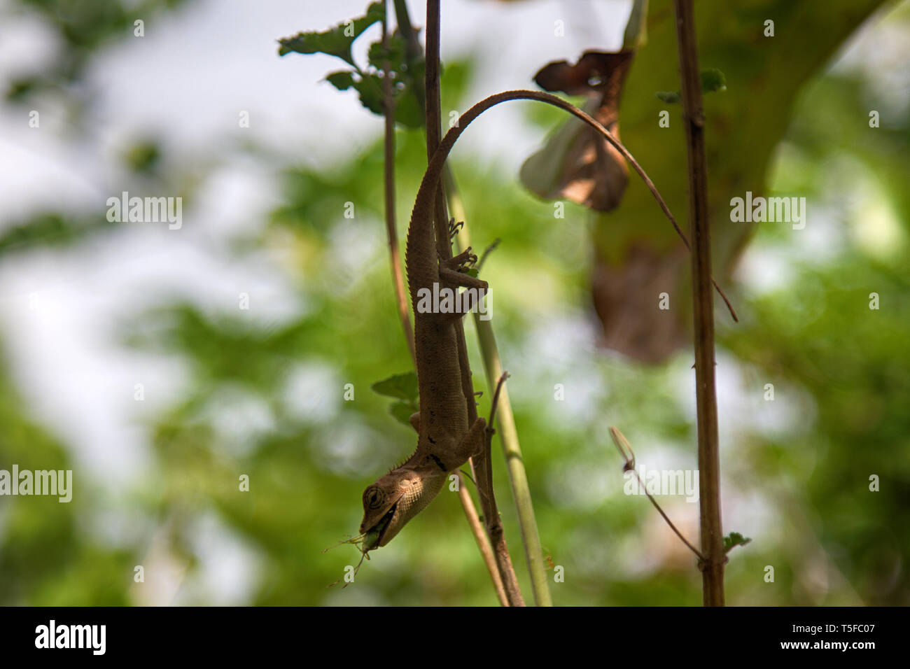Tropical lizard hanging upside down with an insect in its mouth. Calot ...