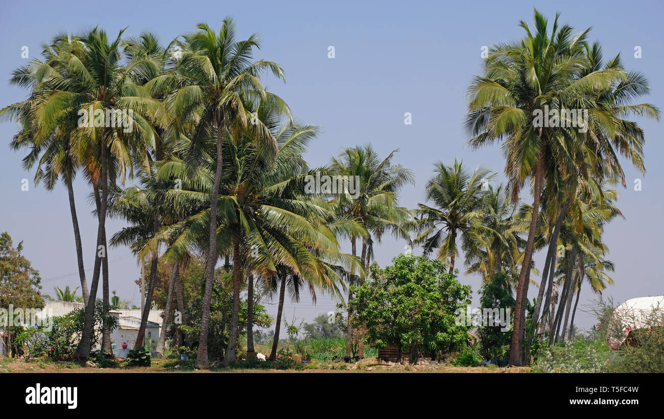Tall palm trees ( Borassus flabellifer ) on the edge of a small ...