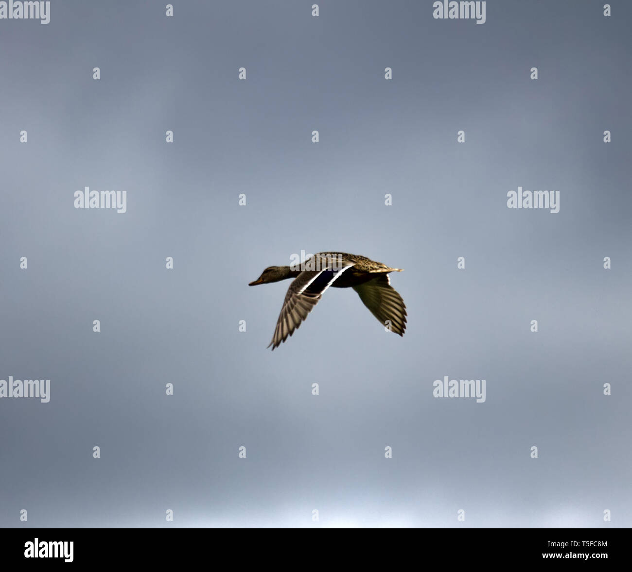 Waterfowling hi-res stock photography and images - Alamy